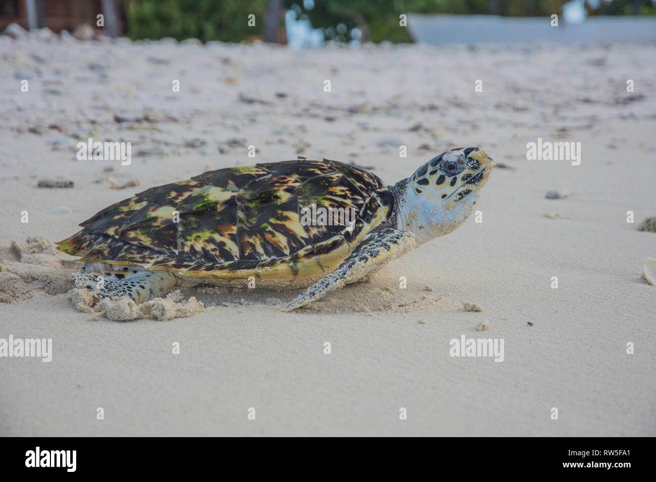 Tortuga verde -Fotos und -Bildmaterial in hoher Auflösung – Alamy