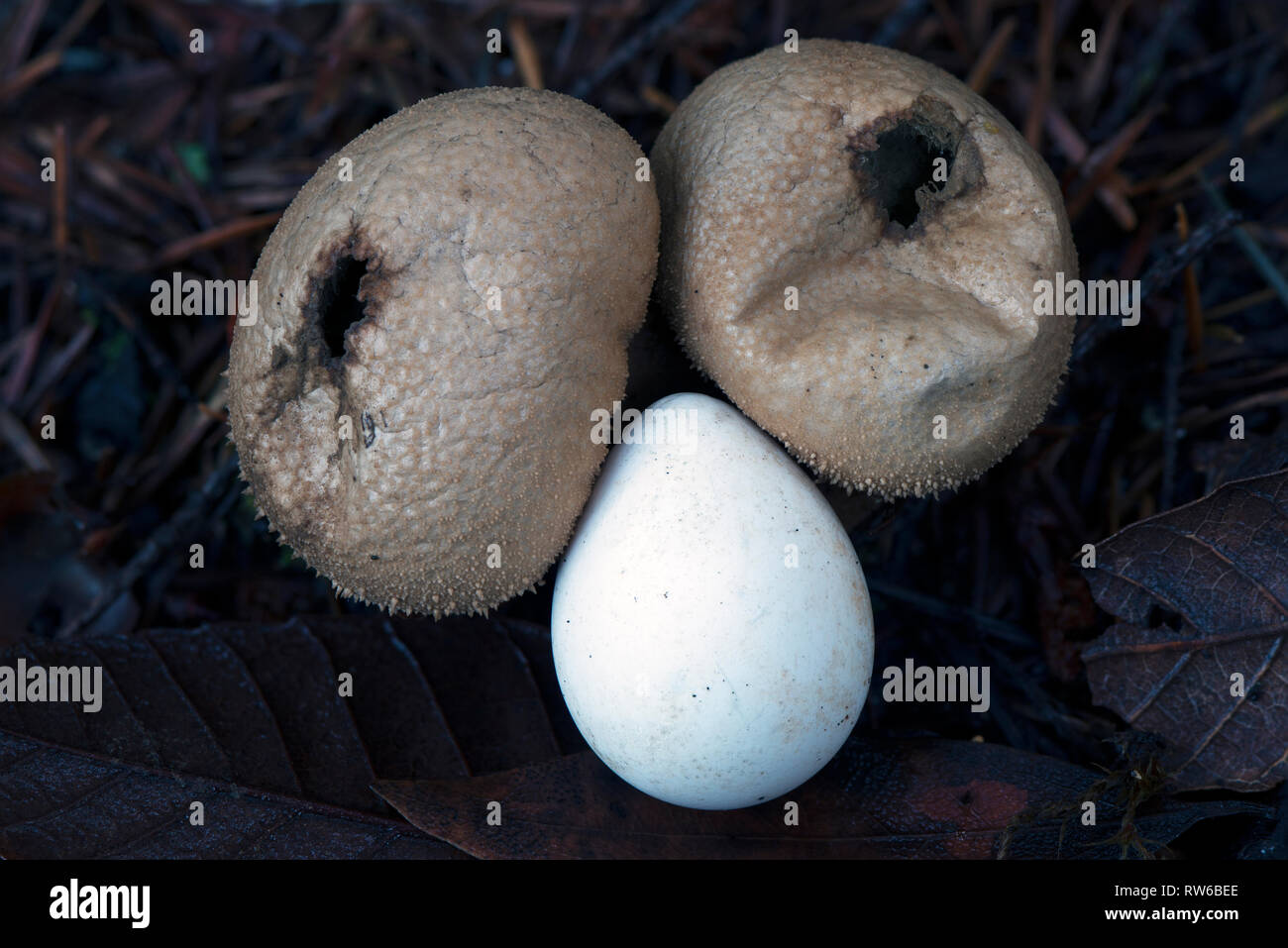 Band tailed taubenei -Fotos und -Bildmaterial in hoher Auflösung – Alamy