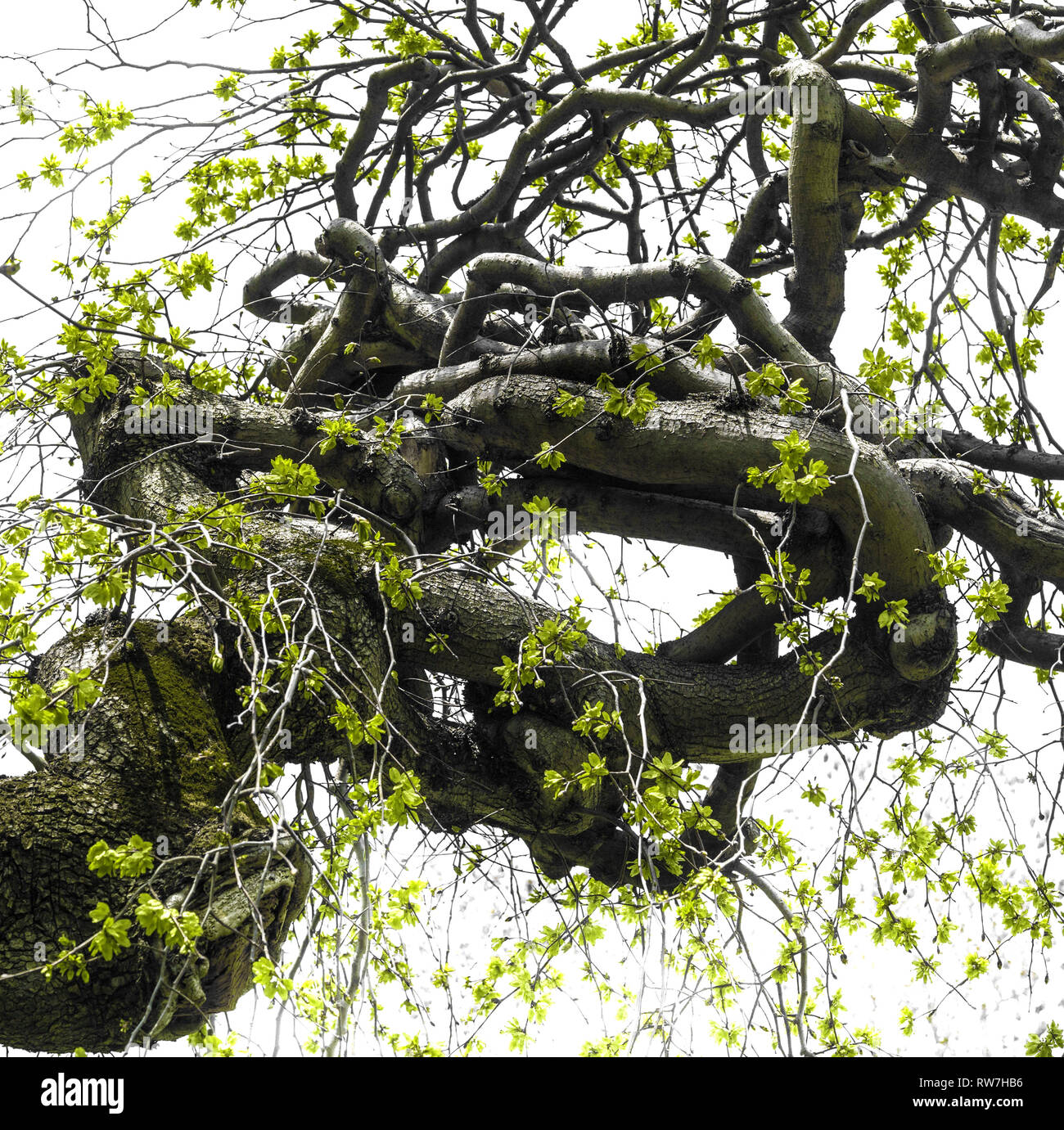 Elm tree -Fotos und -Bildmaterial in hoher Auflösung – Alamy