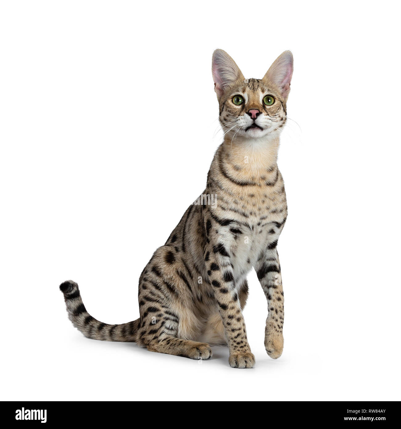 Cool junge Erwachsene Savanne F1 Katze, sitzend Halb seitlich nach ...