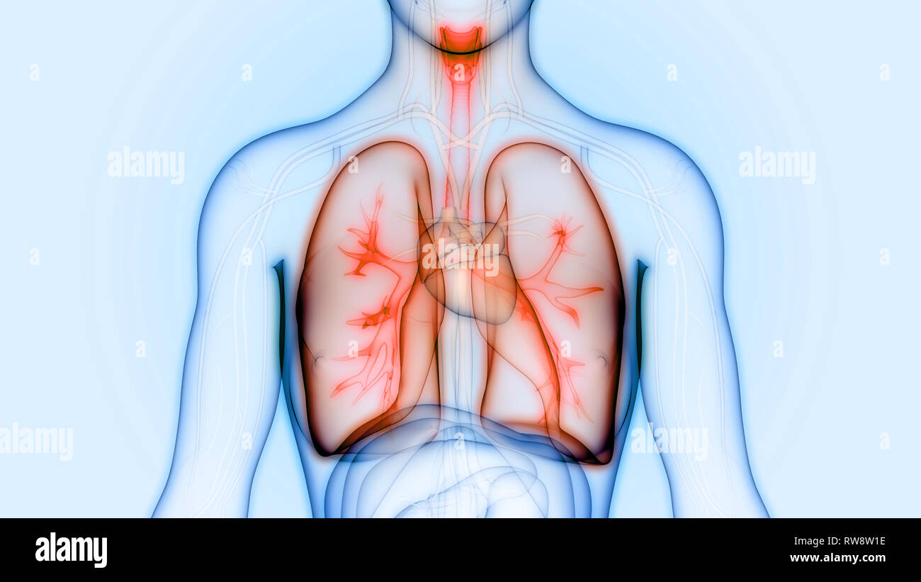 Menschliche Atmungssystem Lungen Anatomie Stockfotografie - Alamy