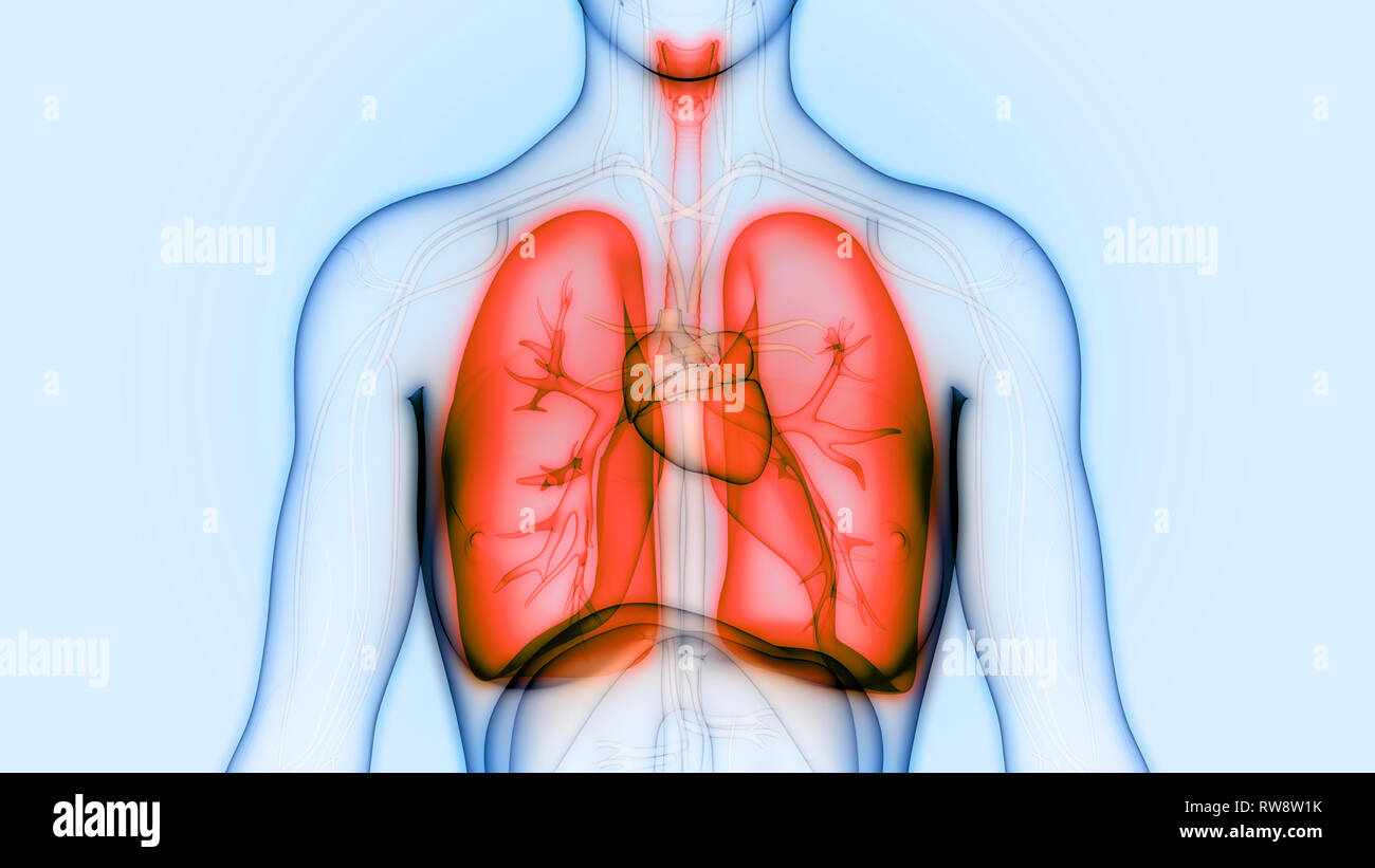 Menschliche Atmungssystem Lungen Anatomie Stockfotografie - Alamy