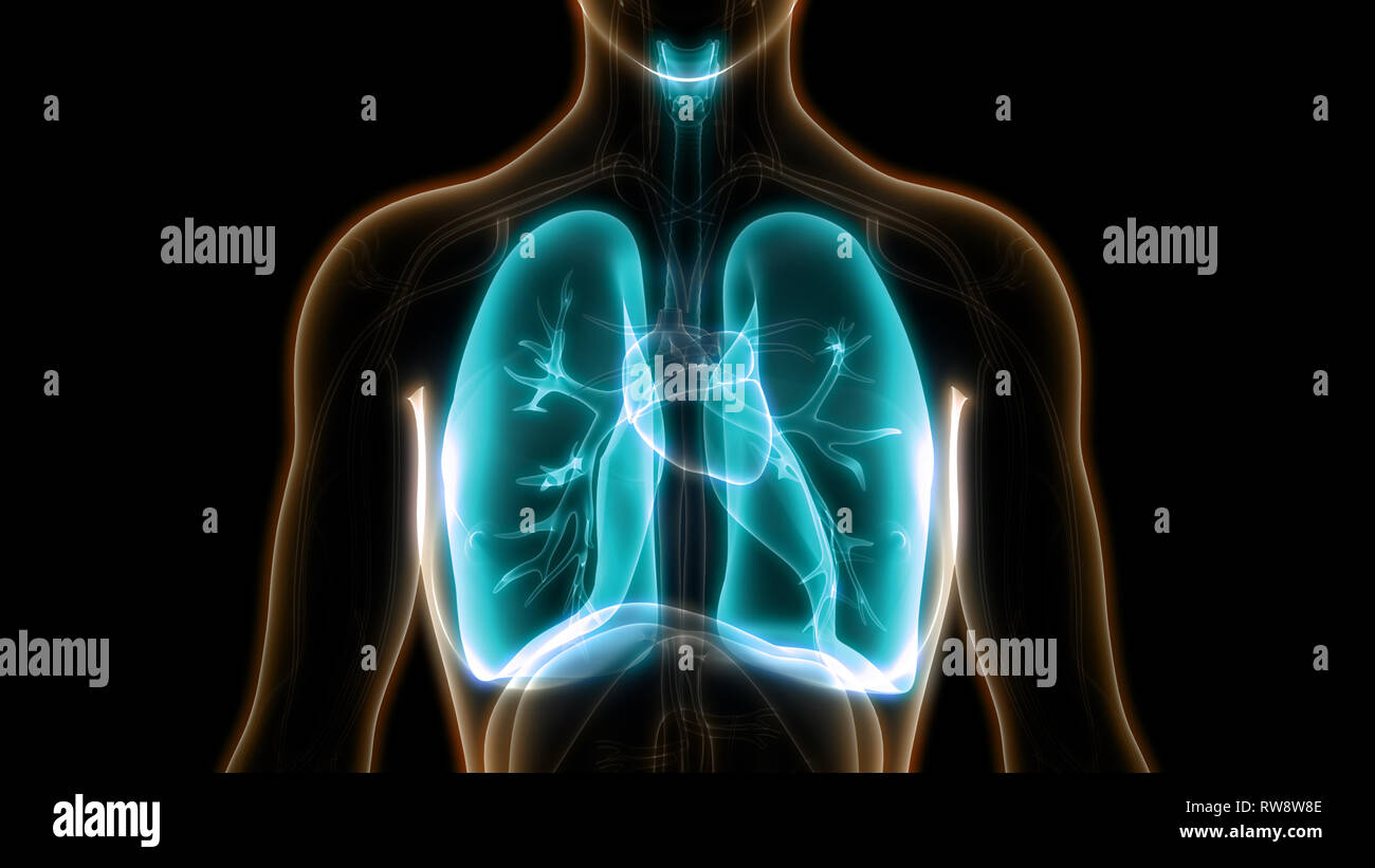 Menschliche Atmungssystem Lungen Anatomie Stockfotografie - Alamy