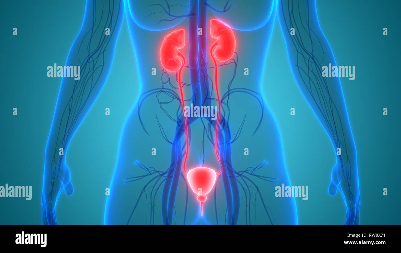 Menschlichen Nieren und Blase und Harnwege Anatomie Stockfotografie - Alamy