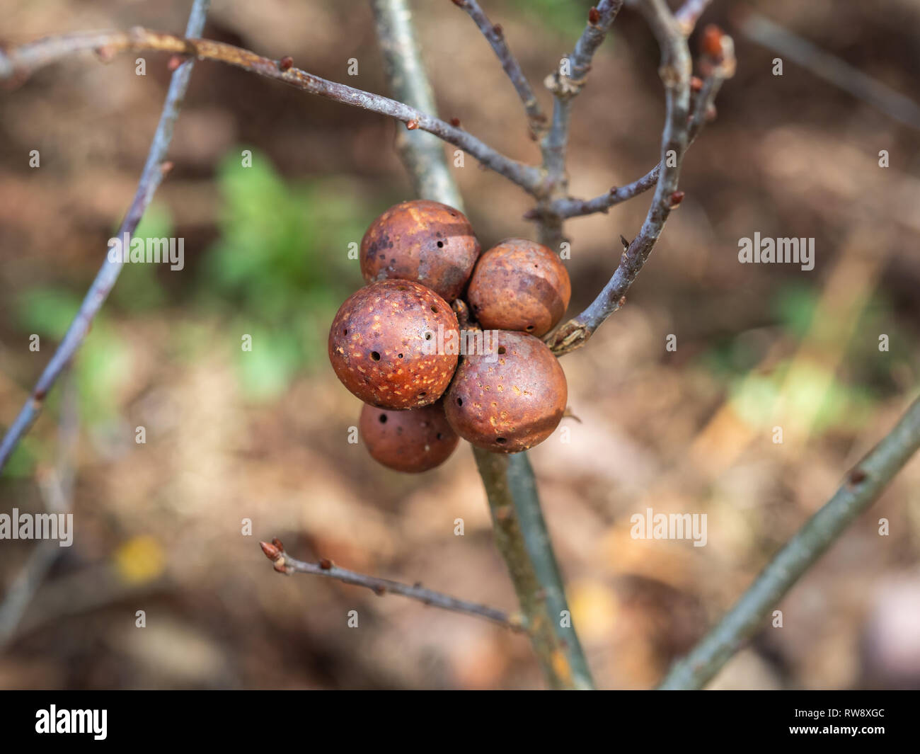 Apple gall -Fotos und -Bildmaterial in hoher Auflösung - Seite 2 - Alamy