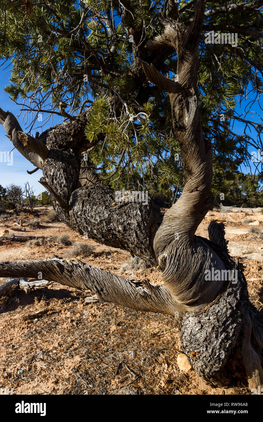 Baum halb lebendig, halb tot -Fotos und -Bildmaterial in hoher ...