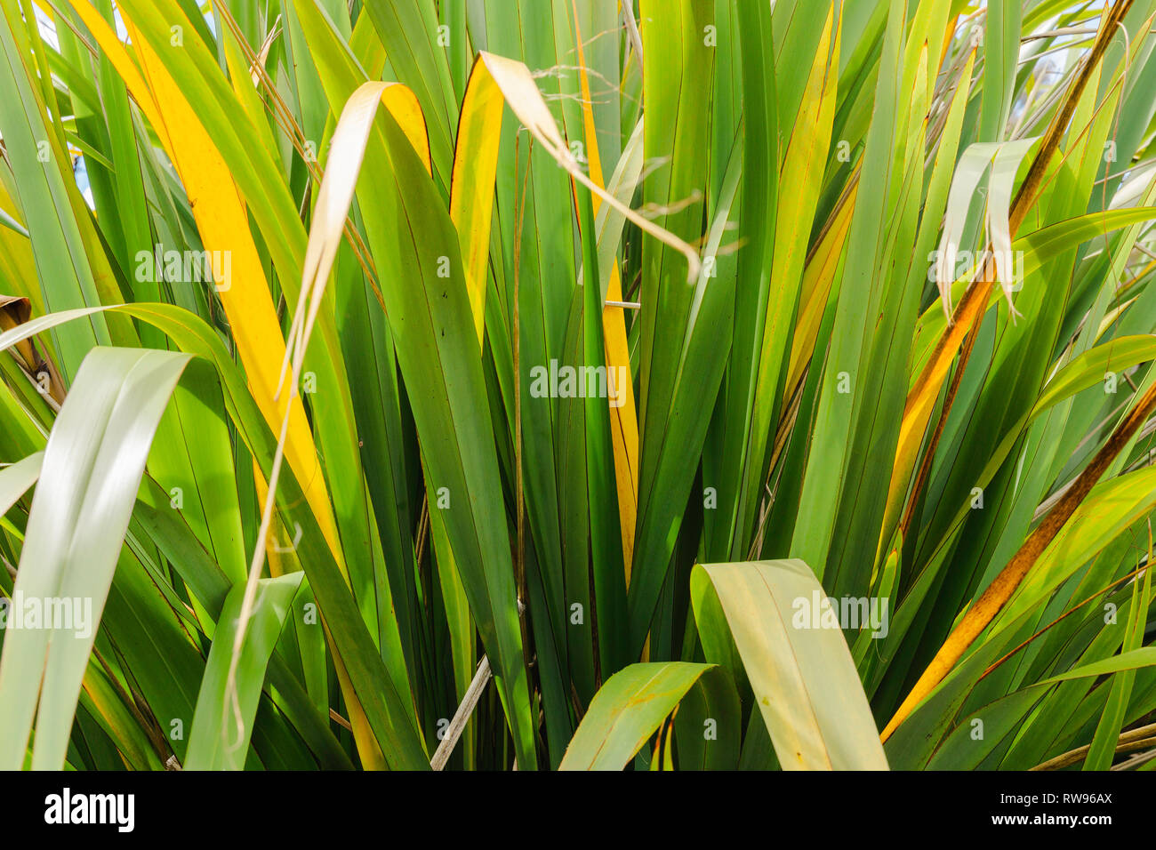 Flachs pflanzen -Fotos und -Bildmaterial in hoher Auflösung – Alamy