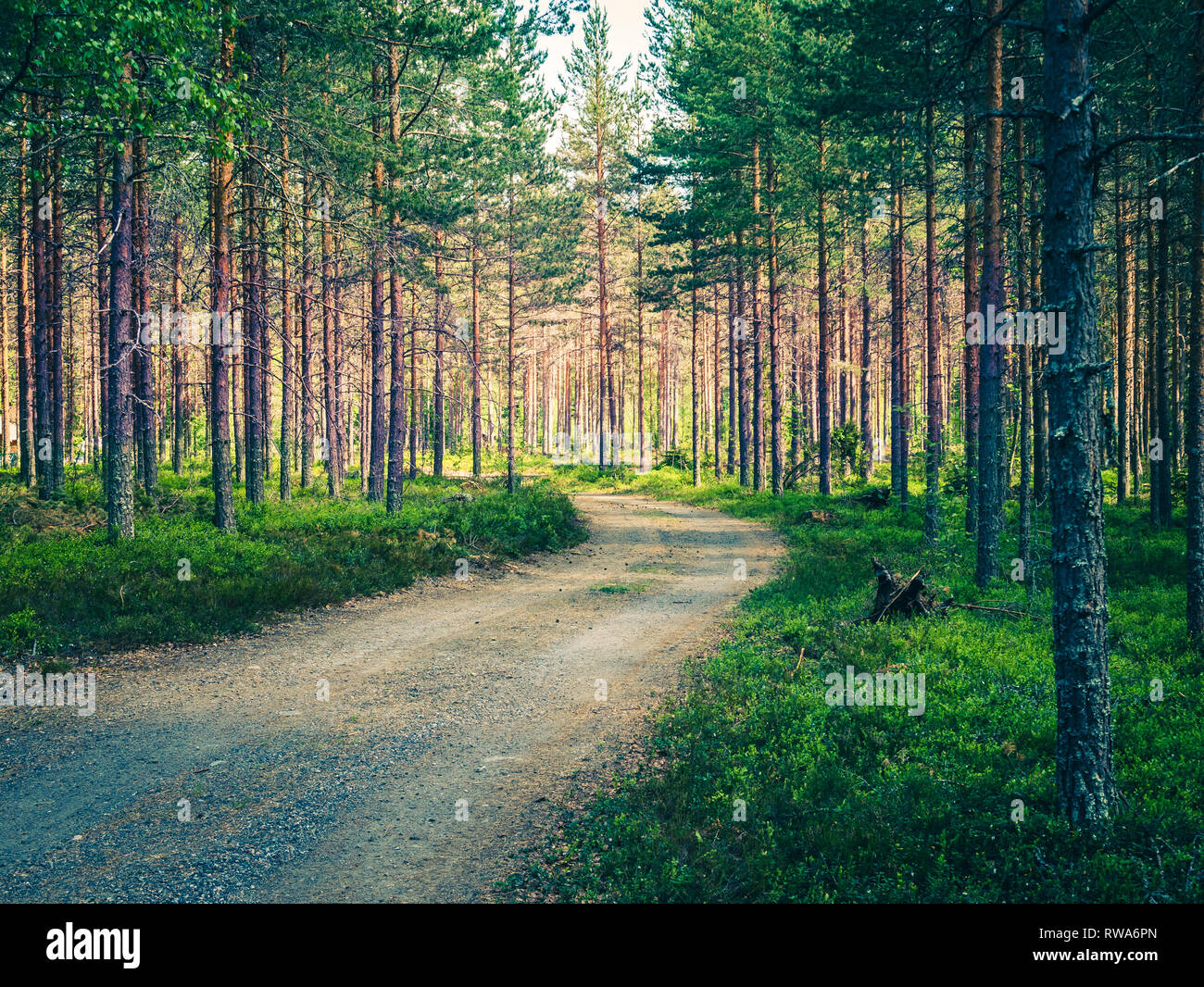Nadelwald schweden -Fotos und -Bildmaterial in hoher Auflösung – Alamy