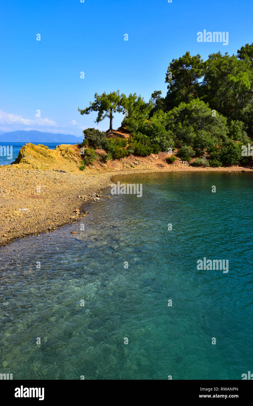 Mediterranean pine trees -Fotos und -Bildmaterial in hoher Auflösung ...