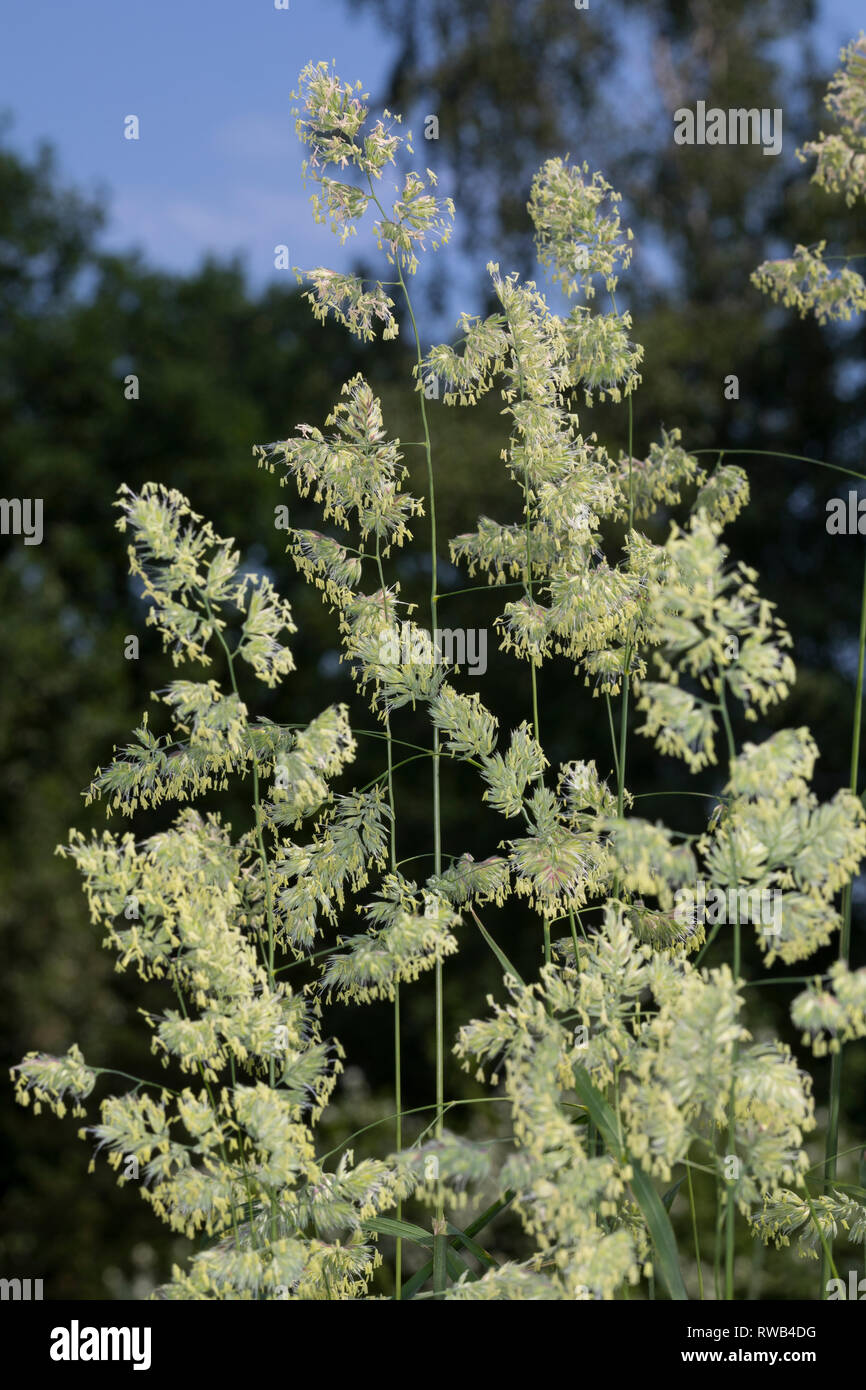 Wiesen-Knäuelgras, Wiesenknäuelgras, Knäuelgras, Knäulgras, Knaulgras ...