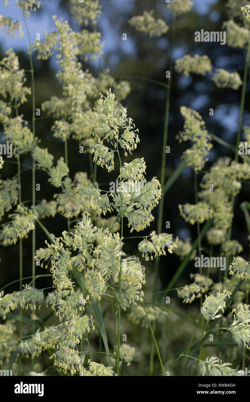 Wiesen-Knäuelgras, Wiesenknäuelgras, Knäuelgras, Knäulgras, Knaulgras ...
