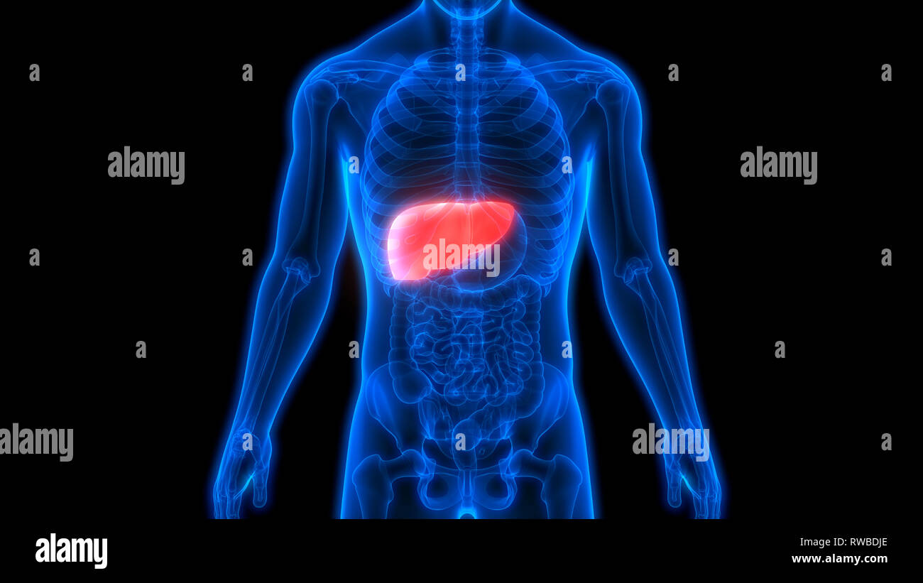 Anatomie der Leber Stockfotografie - Alamy