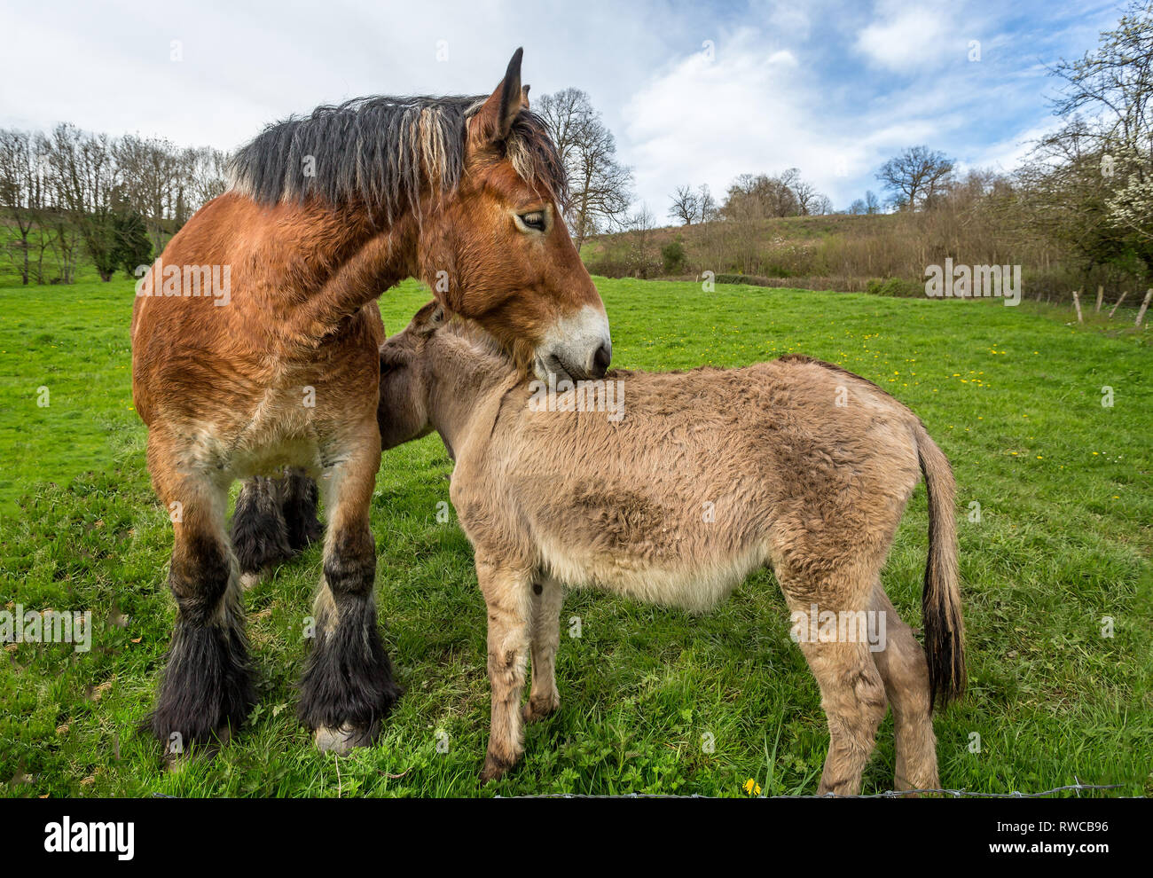 Freundlicher esel und pferd -Fotos und -Bildmaterial in hoher Auflösung ...