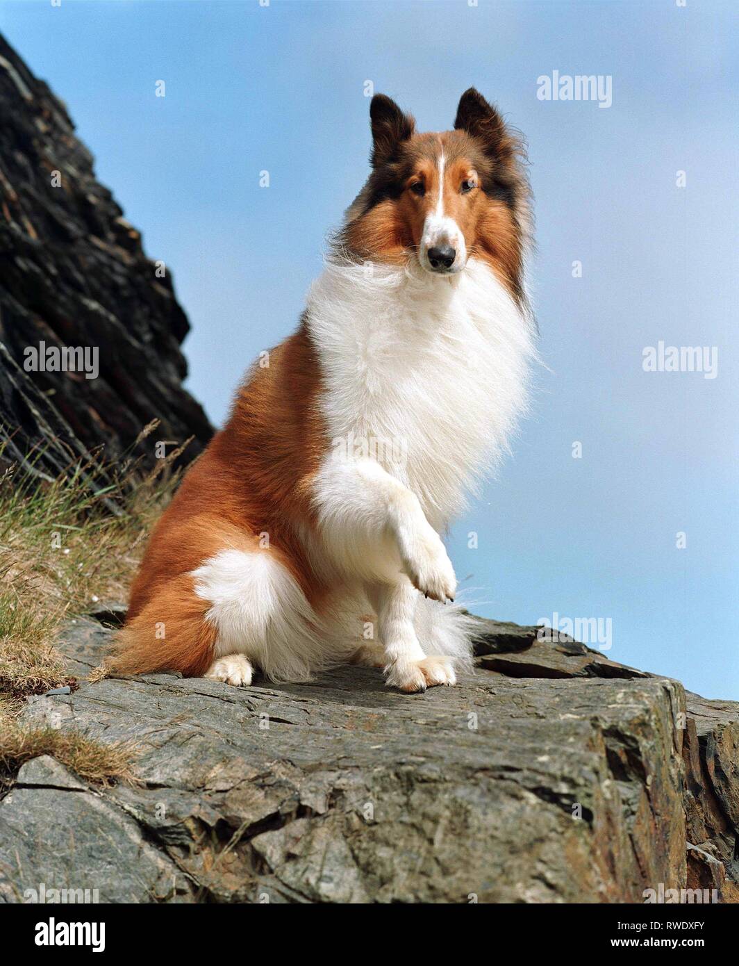 Lassie Den Hund Stockfotos und -bilder Kaufen - Alamy