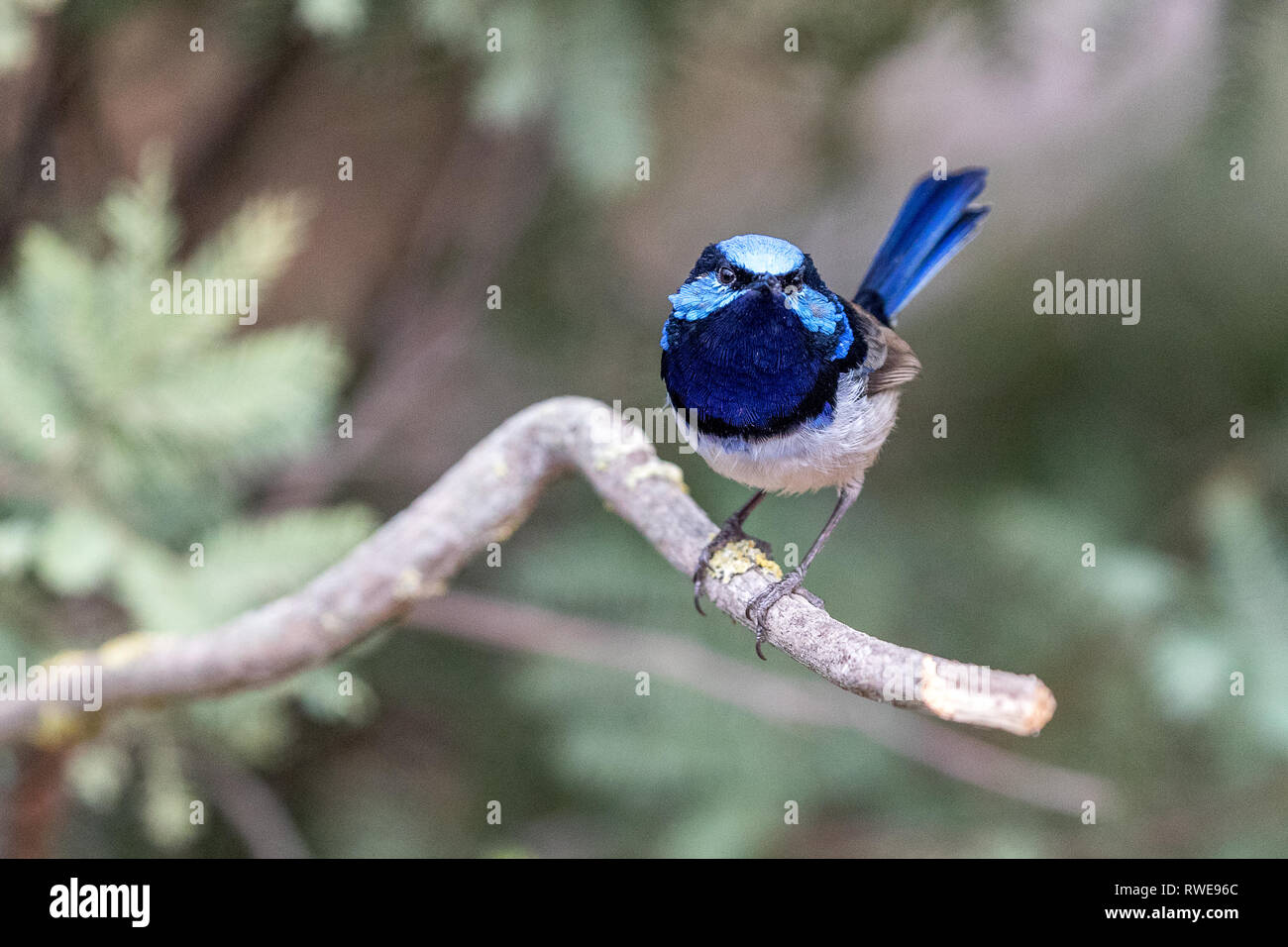 Mã¤nnlicher australischer vogel -Fotos und -Bildmaterial in hoher ...