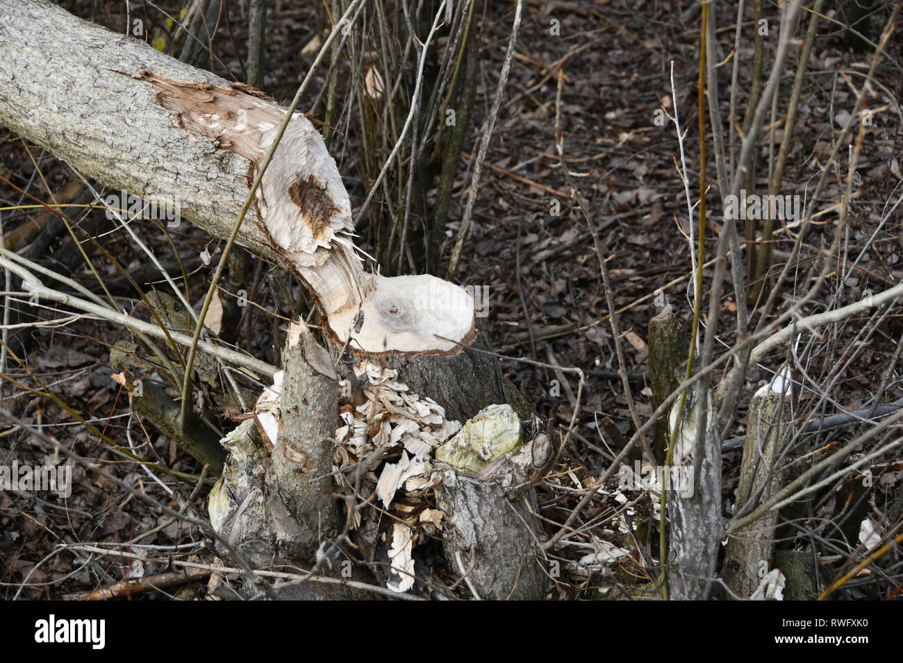 Europaischer biber -Fotos und -Bildmaterial in hoher Auflösung – Alamy