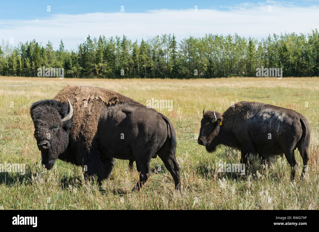 Paar Bison Stockfotos und -bilder Kaufen - Alamy