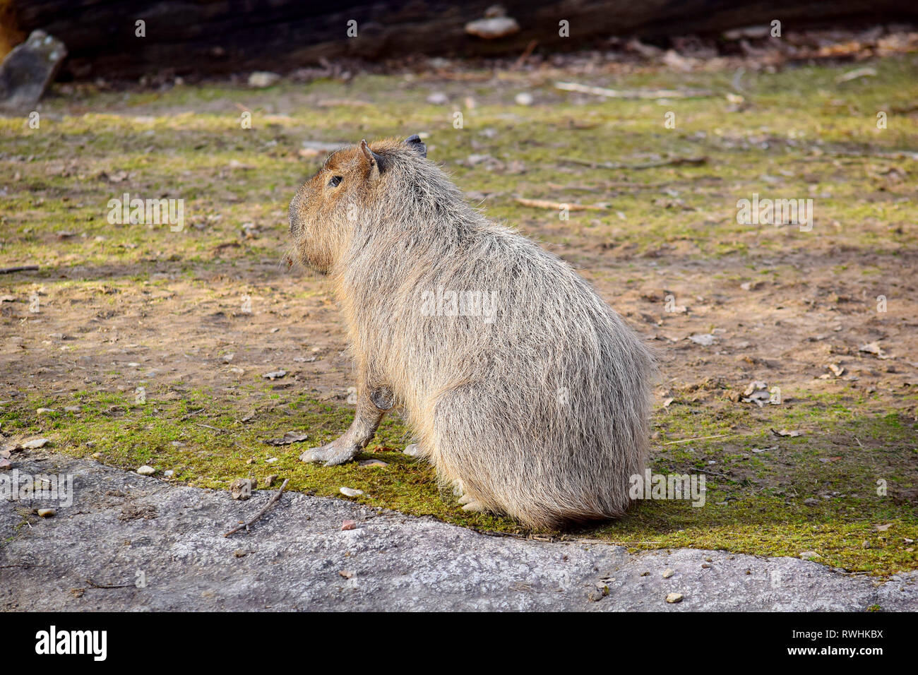Panama capybara -Fotos und -Bildmaterial in hoher Auflösung – Alamy