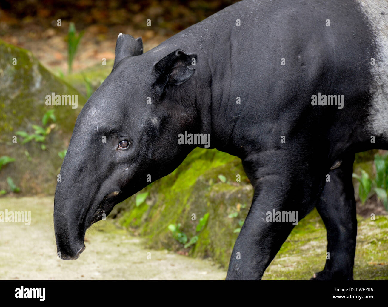 Asian tapirs -Fotos und -Bildmaterial in hoher Auflösung – Alamy