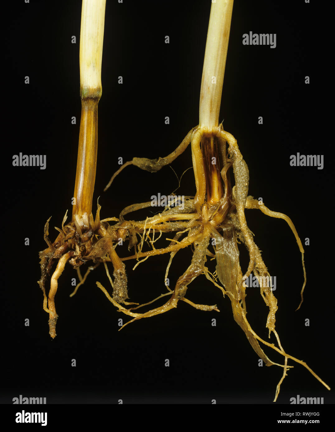 Fungi Roots Root Fungus Stockfotos und -bilder Kaufen - Alamy