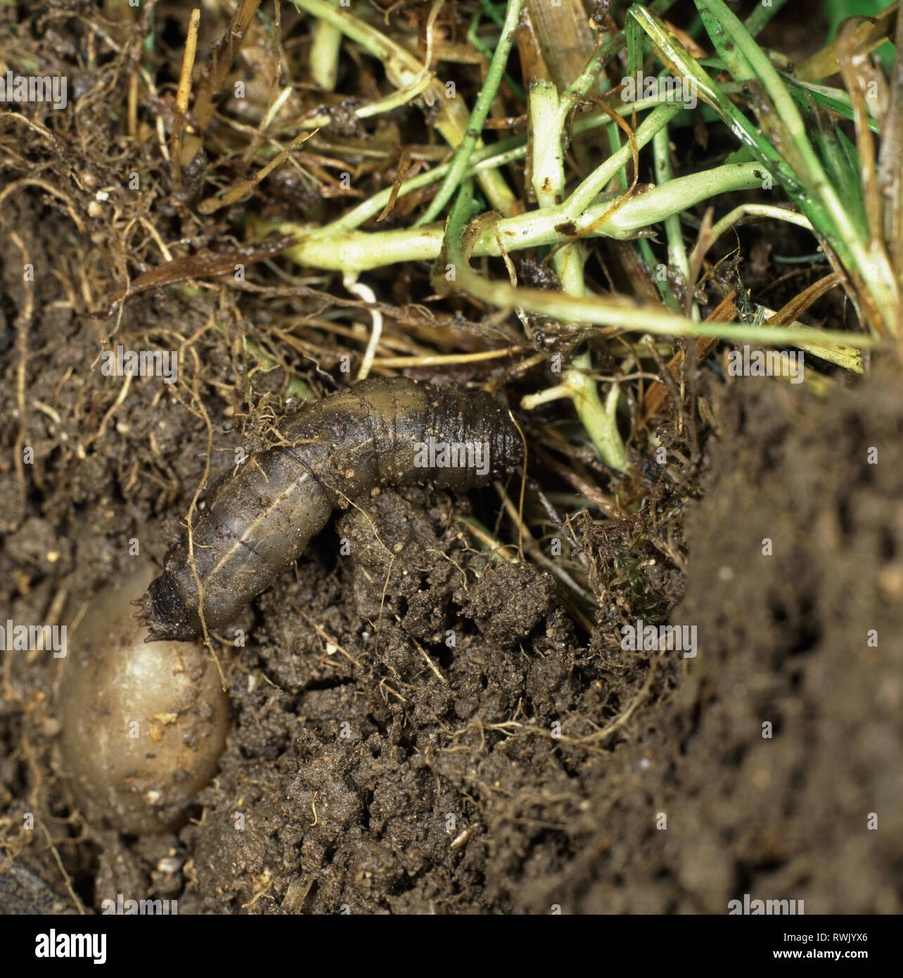 Lederjacke (Tipula oleracea) Kran fliegen Larven auf Rasen Gras Wurzeln ...