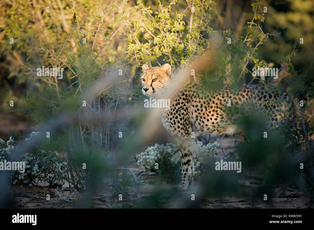 Gepard in namibia -Fotos und -Bildmaterial in hoher Auflösung – Alamy