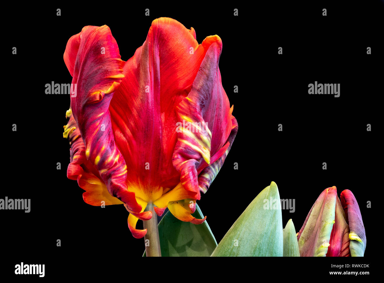 Fantastischer realismus stil -Fotos und -Bildmaterial in hoher Auflösung – Alamy