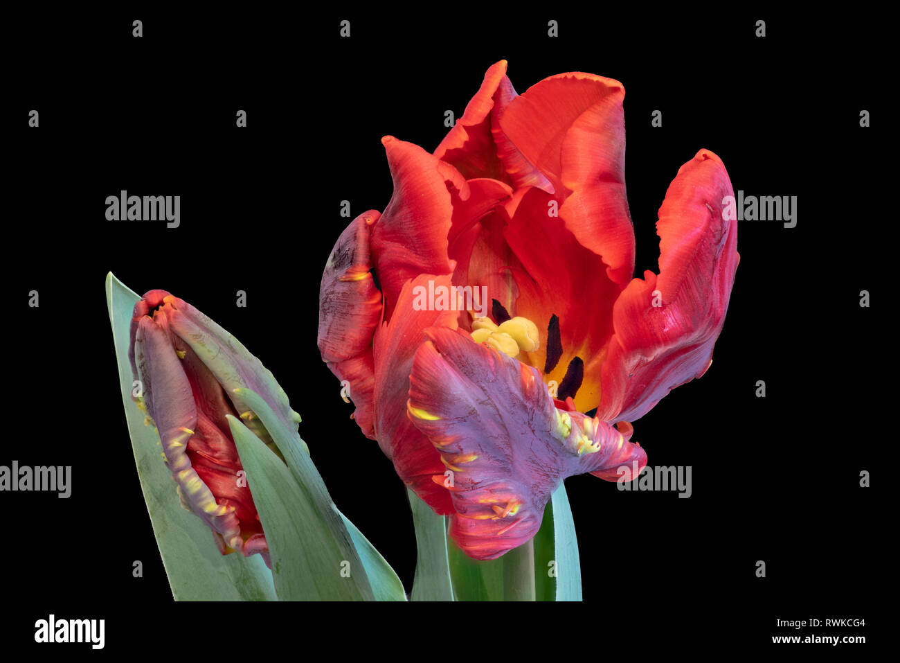 Fantastischer realismus stil -Fotos und -Bildmaterial in hoher Auflösung – Alamy