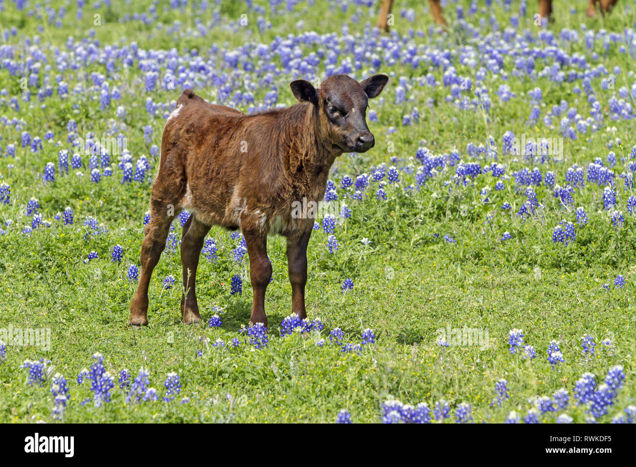 Charmantes kleines kalb -Fotos und -Bildmaterial in hoher Auflösung – Alamy