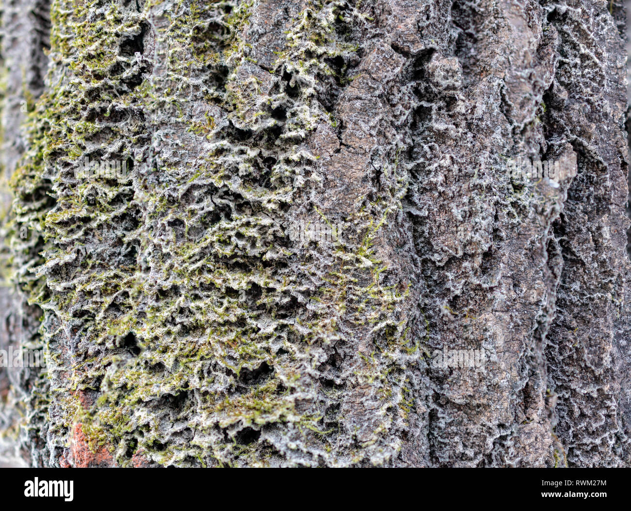 Die Rinde eines alten Baumes. Lärche Rinde.. Detaillierte Rinde Textur ...