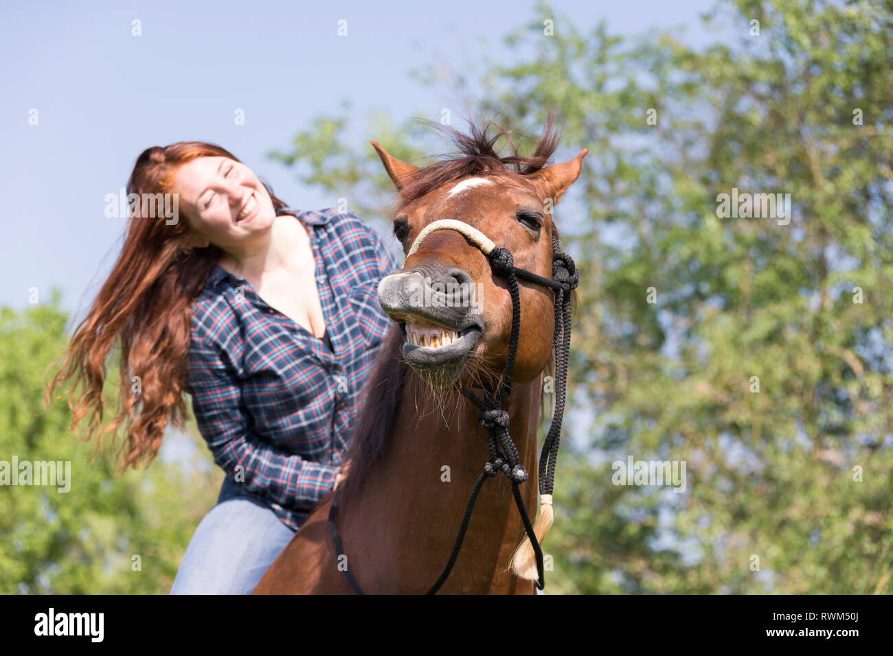 Lachender fuchs -Fotos und -Bildmaterial in hoher Auflösung – Alamy