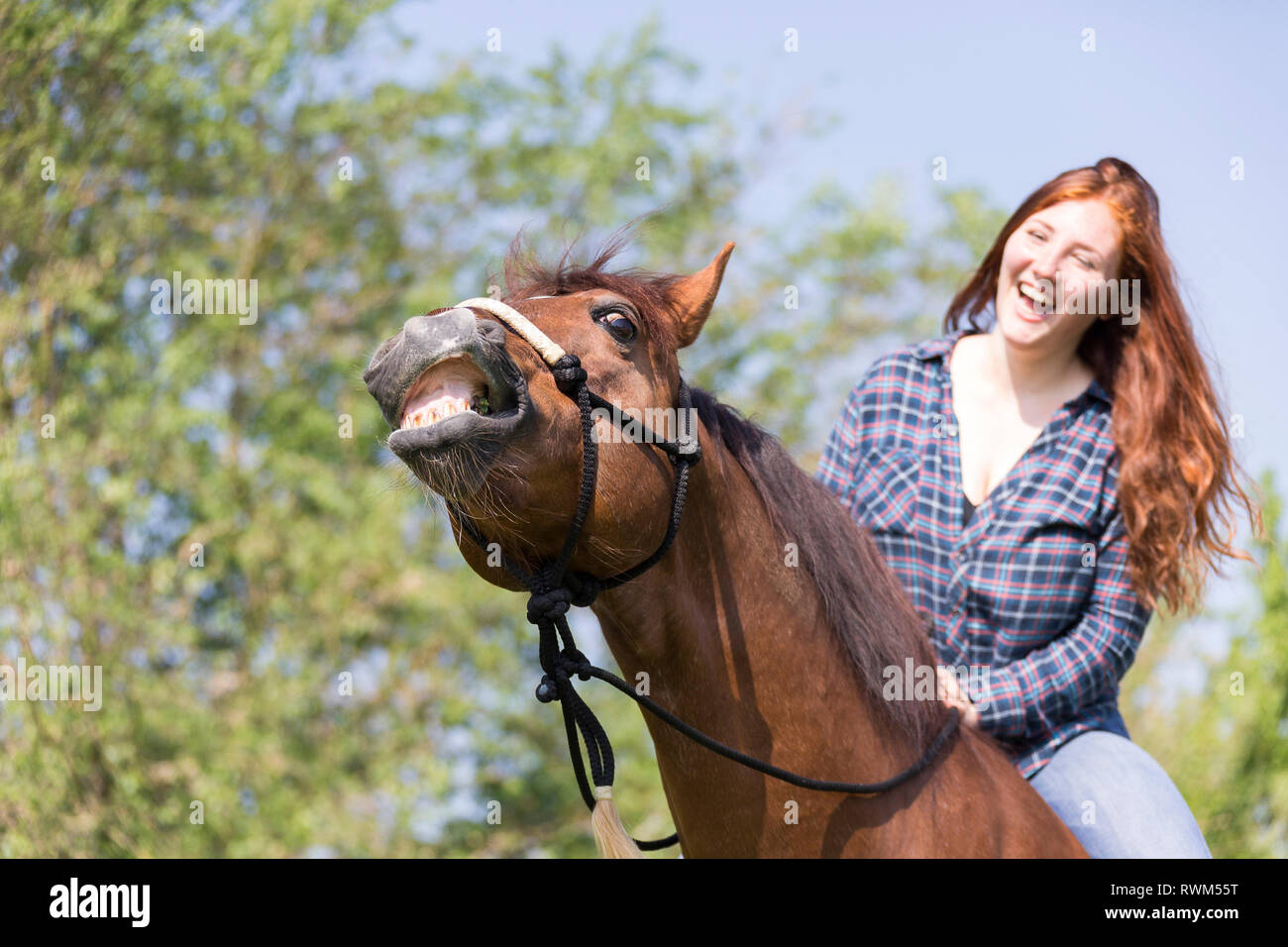 Lachender fuchs -Fotos und -Bildmaterial in hoher Auflösung – Alamy