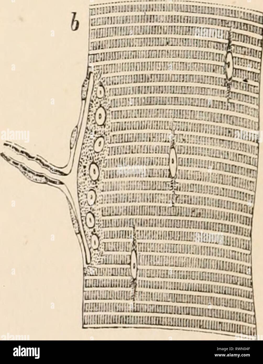Primitive muskelzellen -Fotos und -Bildmaterial in hoher Auflösung – Alamy