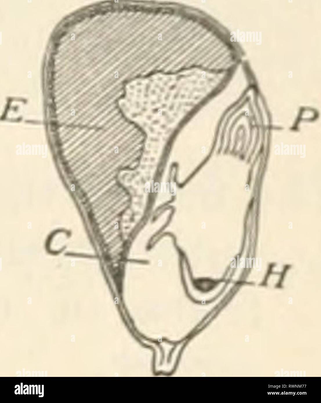 Elemente Der Biologie Ein Praktisches Lehrbuch Korrelation Von