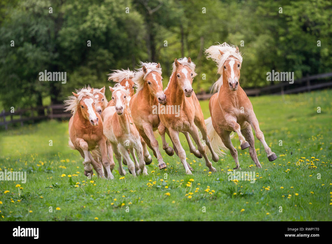 Haflinger horse chestnut stallion galloping -Fotos und -Bildmaterial in hoher Auflösung – Alamy