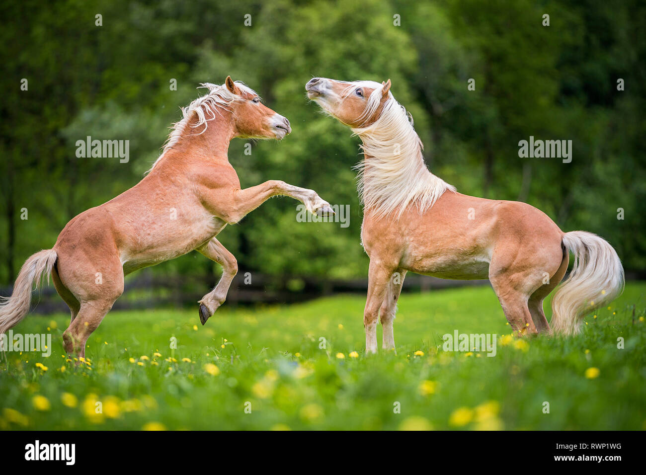 Haflinger horse rearing -Fotos und -Bildmaterial in hoher Auflösung – Alamy