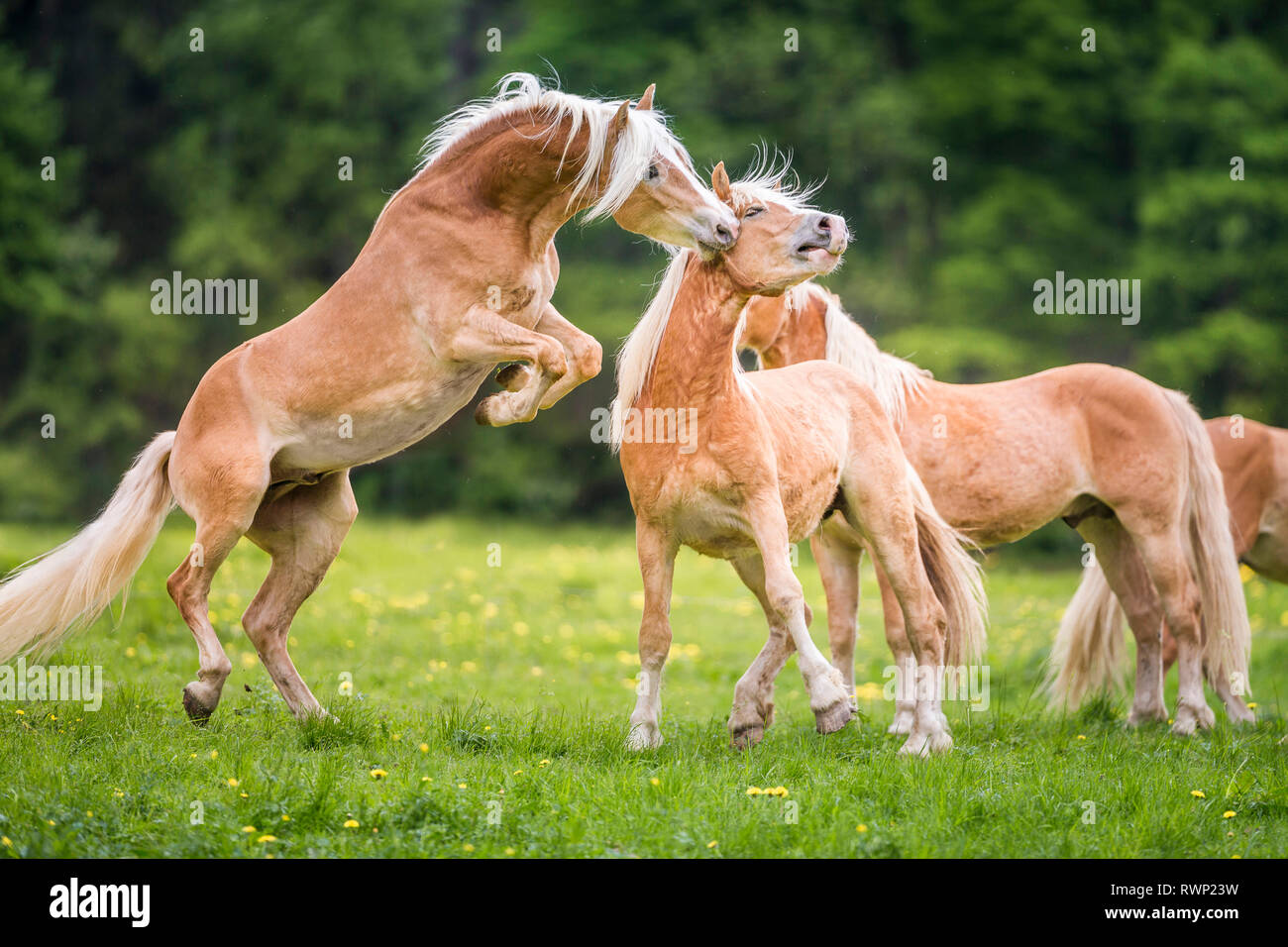 Haflinger horse rearing -Fotos und -Bildmaterial in hoher Auflösung – Alamy