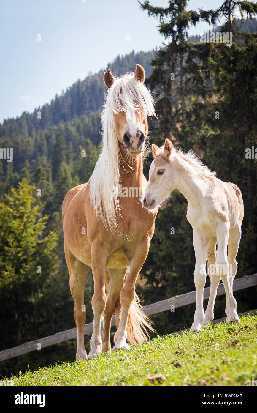 Haflinger europa -Fotos und -Bildmaterial in hoher Auflösung – Alamy