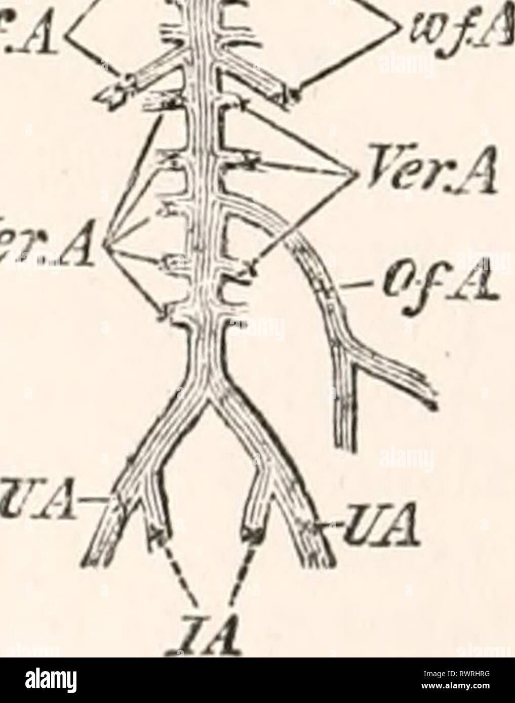 Arteria carotis externa -Fotos und -Bildmaterial in hoher Auflösung – Alamy