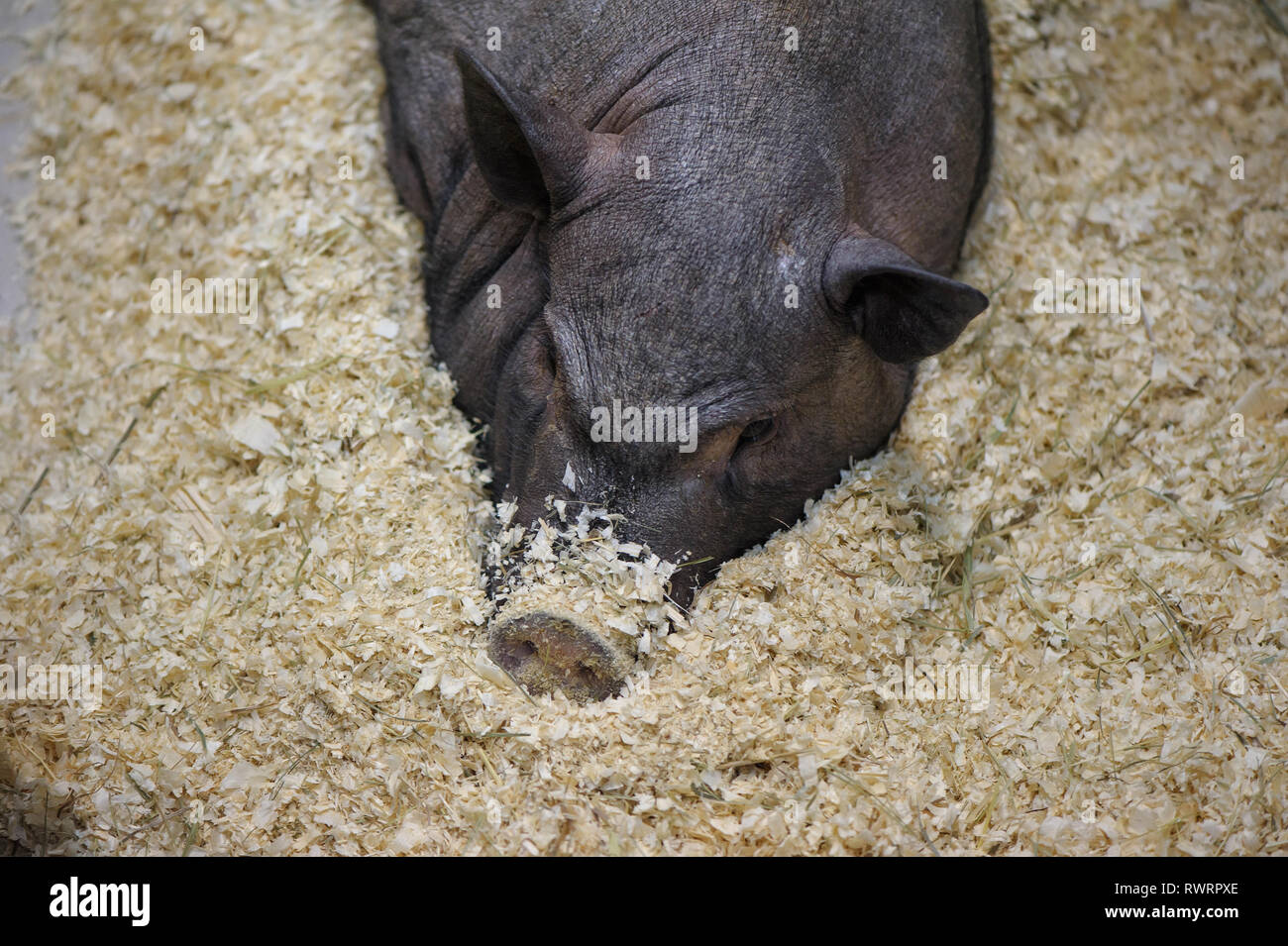 Große miniatur Schwein (mini Piggy) liegt im Sägemehl Stockfotografie ...