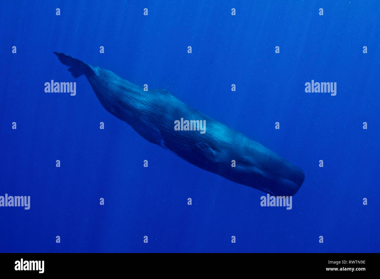 Pottwale schwimmen im meer -Fotos und -Bildmaterial in hoher Auflösung ...