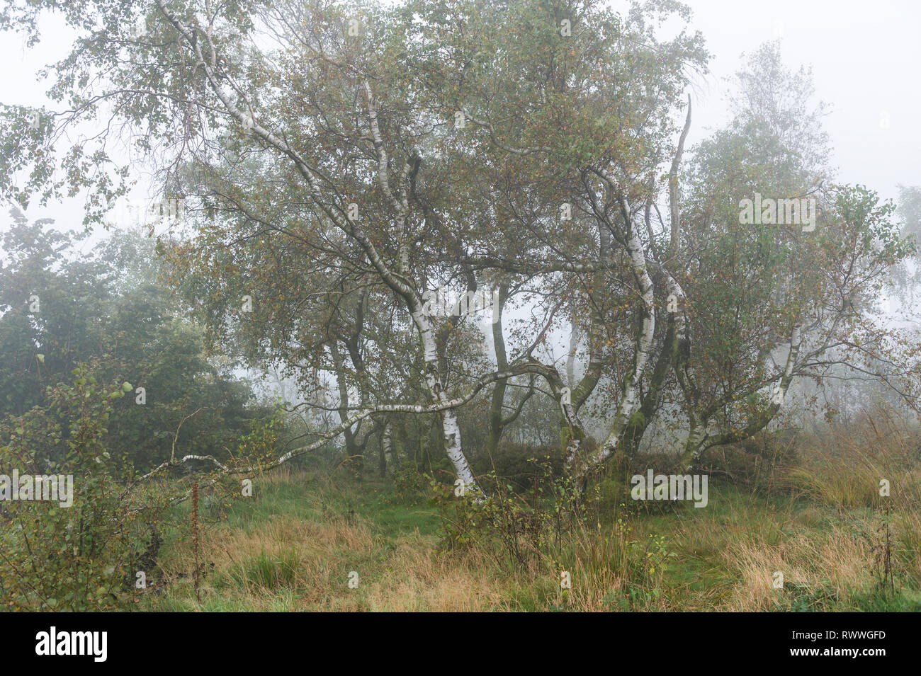 Nebel mystisch -Fotos und -Bildmaterial in hoher Auflösung – Alamy