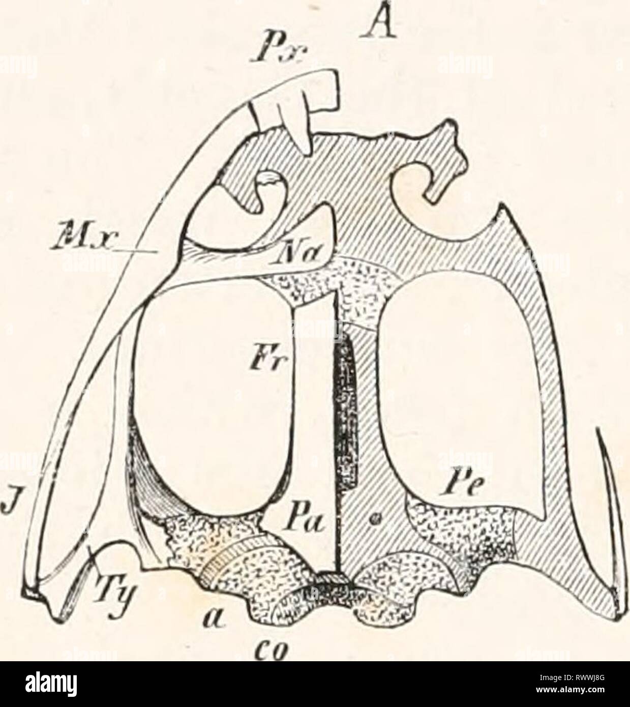 Lateraler kondylus -Fotos und -Bildmaterial in hoher Auflösung – Alamy