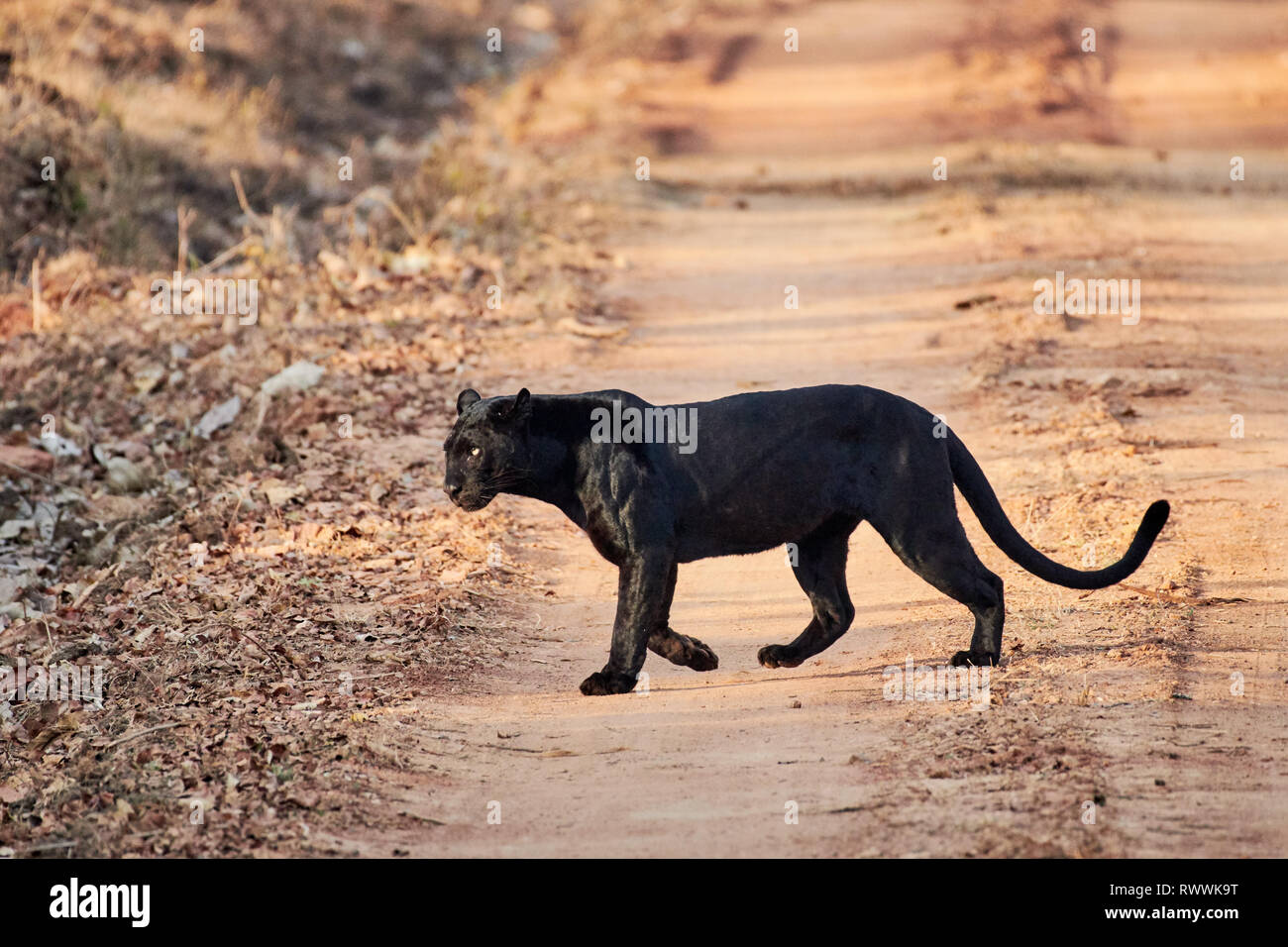 Die schwer fassbare Black Panther, melanistic Indische Leopard ...