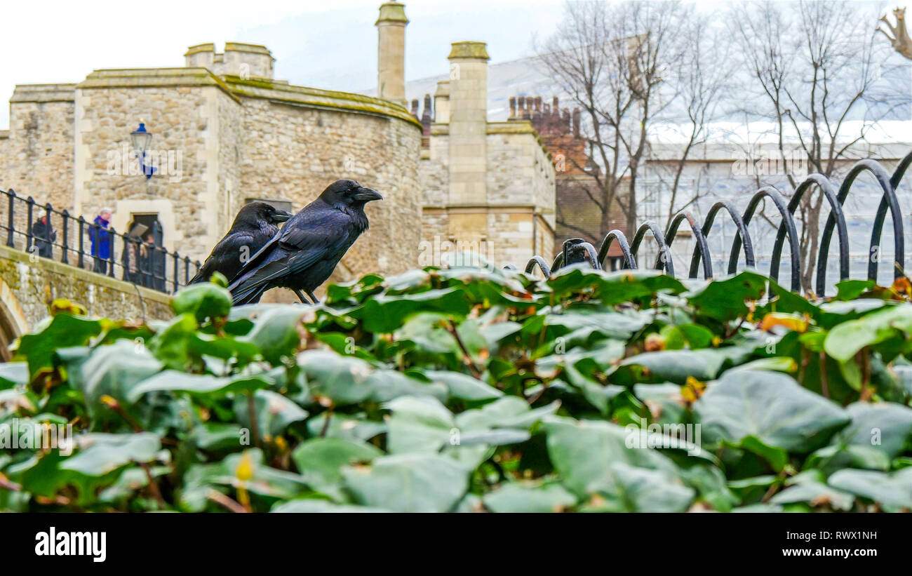 Raben und turm Stockfotos und -bilder Kaufen - Alamy