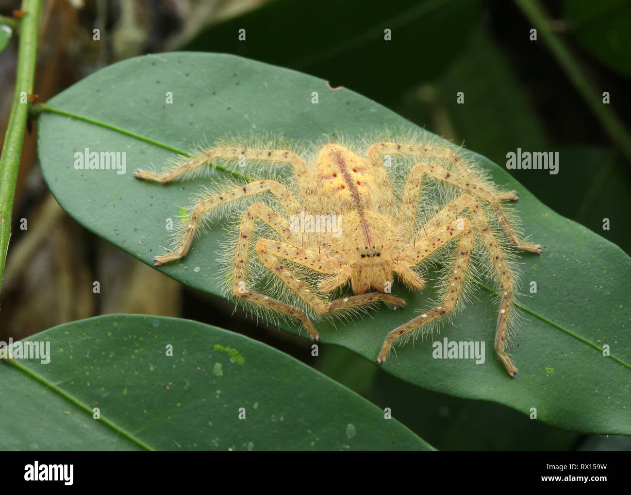 Heteropoda davidbowie -Fotos und -Bildmaterial in hoher Auflösung – Alamy