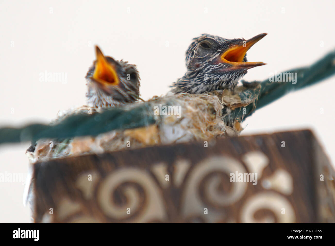 Zwitschernder vogel -Fotos und -Bildmaterial in hoher Auflösung – Alamy