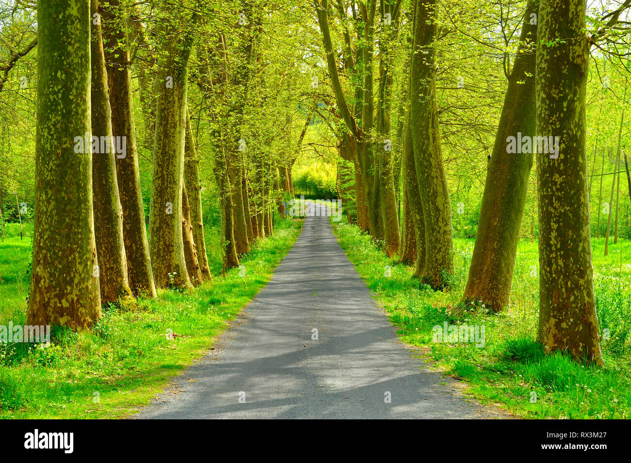 Platanus spp -Fotos und -Bildmaterial in hoher Auflösung – Alamy
