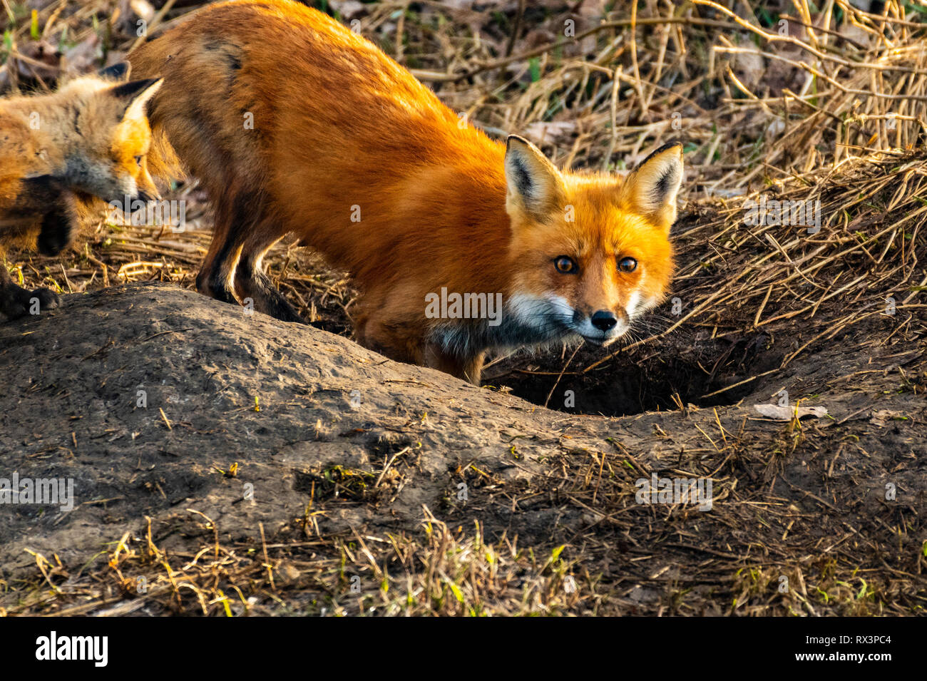 Fuchs weiblich -Fotos und -Bildmaterial in hoher Auflösung – Alamy