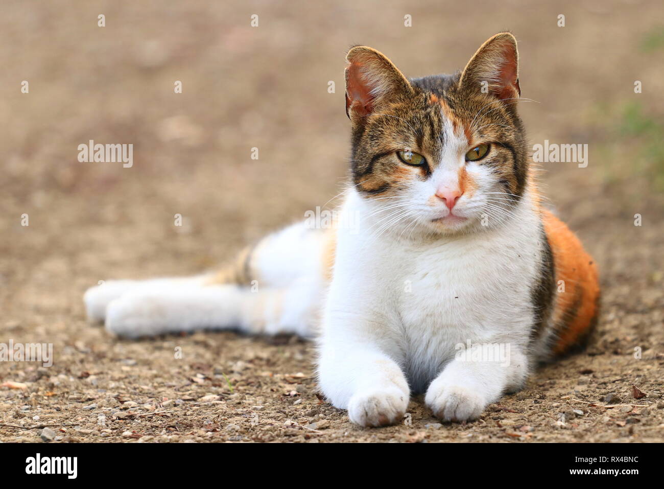 Braune Getigerte Katze Stockfotos und -bilder Kaufen - Alamy